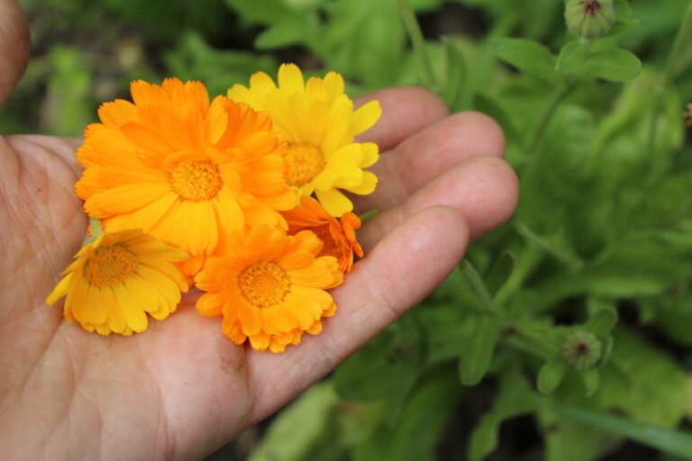 Making Calendula Tea (& 15 Ways to Use It)