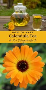 Making Calendula Tea (& 15 Ways to Use It)